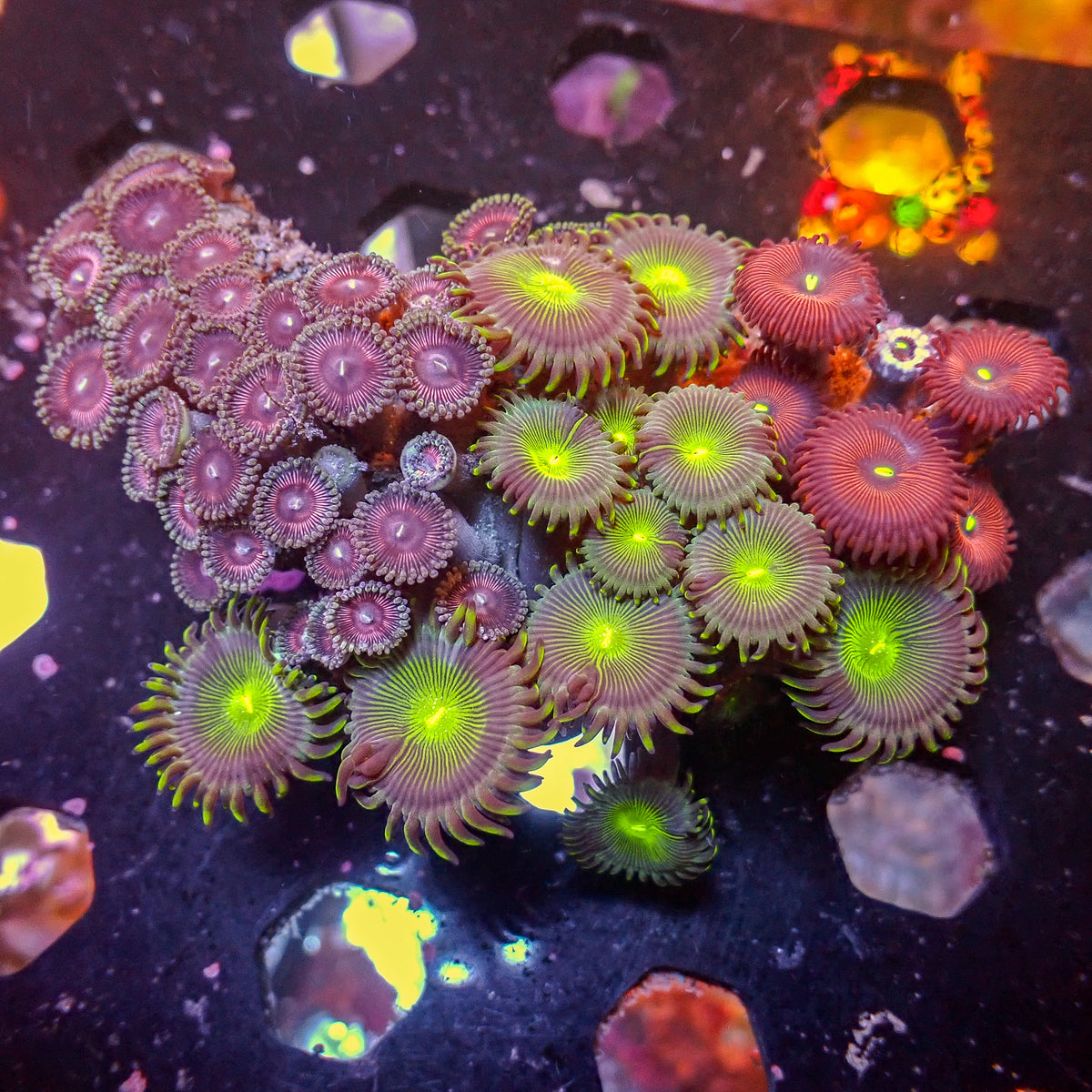 WYSIWYG Rainbow Zoa Combo Colony | Corals Anonymous
