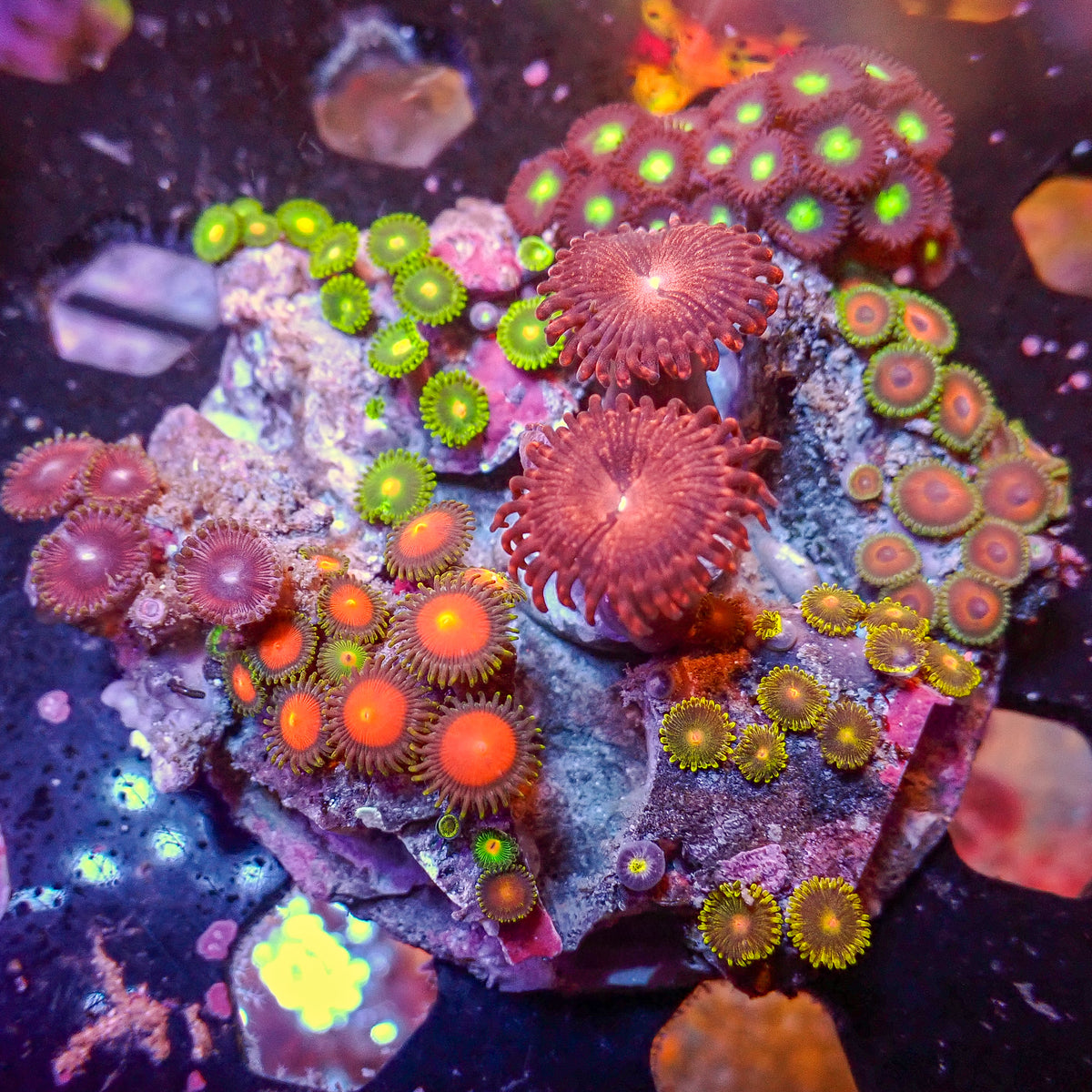 WYSIWYG Rainbow Zoa Combo Colony | Corals Anonymous
