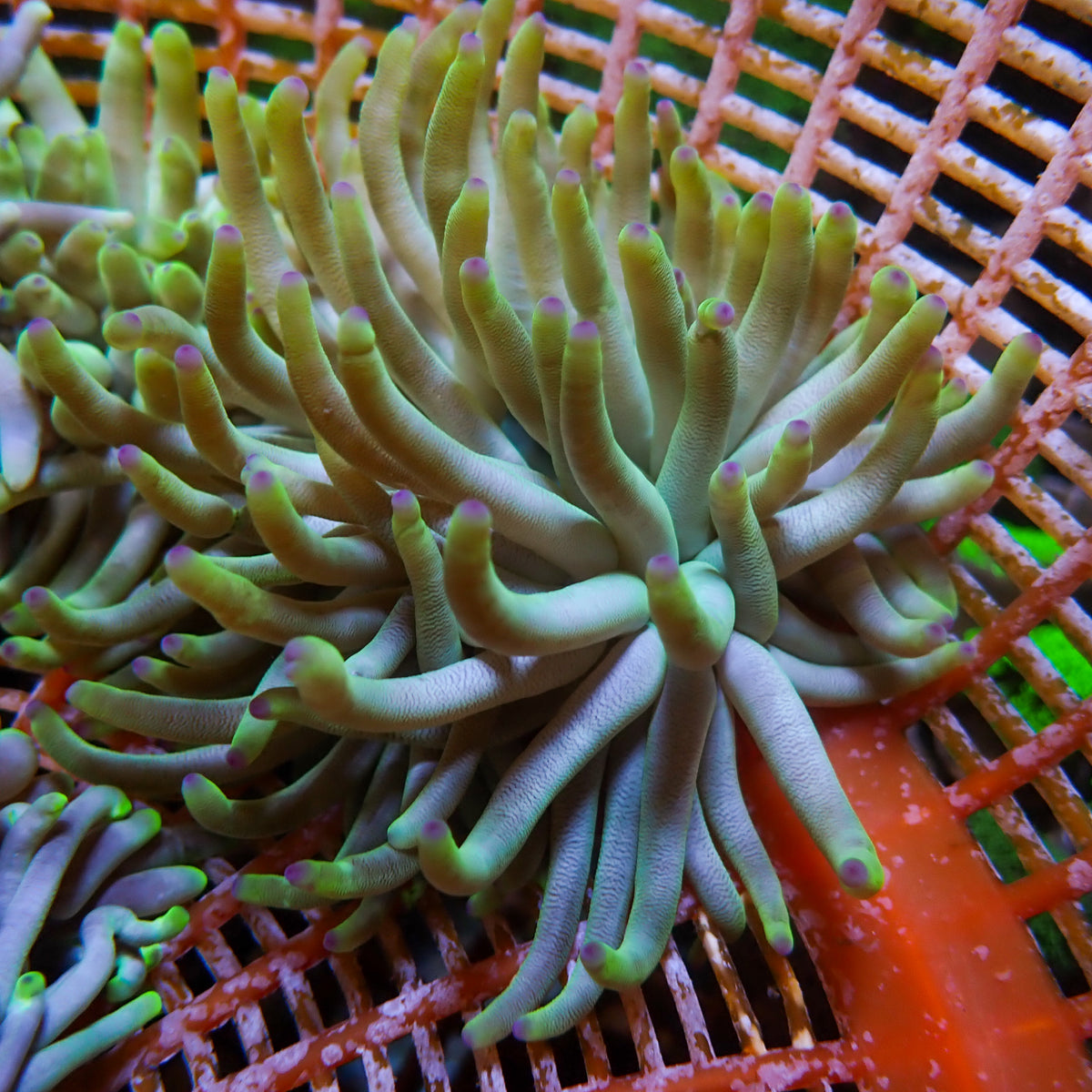 Purple Tip Green Condy Anemone | Corals Anonymous