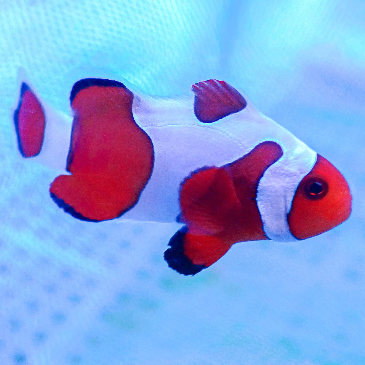 DaVinci Ocellaris Designer Clownfish (Aquacultured) | Corals Anonymous