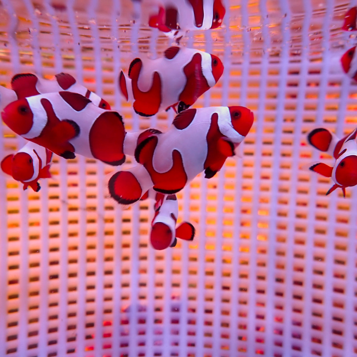 DaVinci Ocellaris Designer Clownfish (Aquacultured) | Corals Anonymous