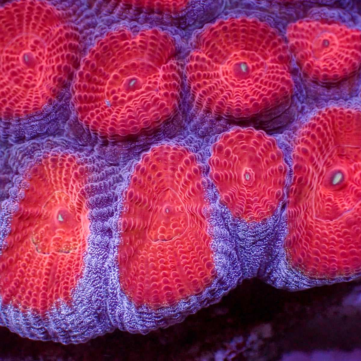 Red Favia (2-3 Polyps) | Corals Anonymous