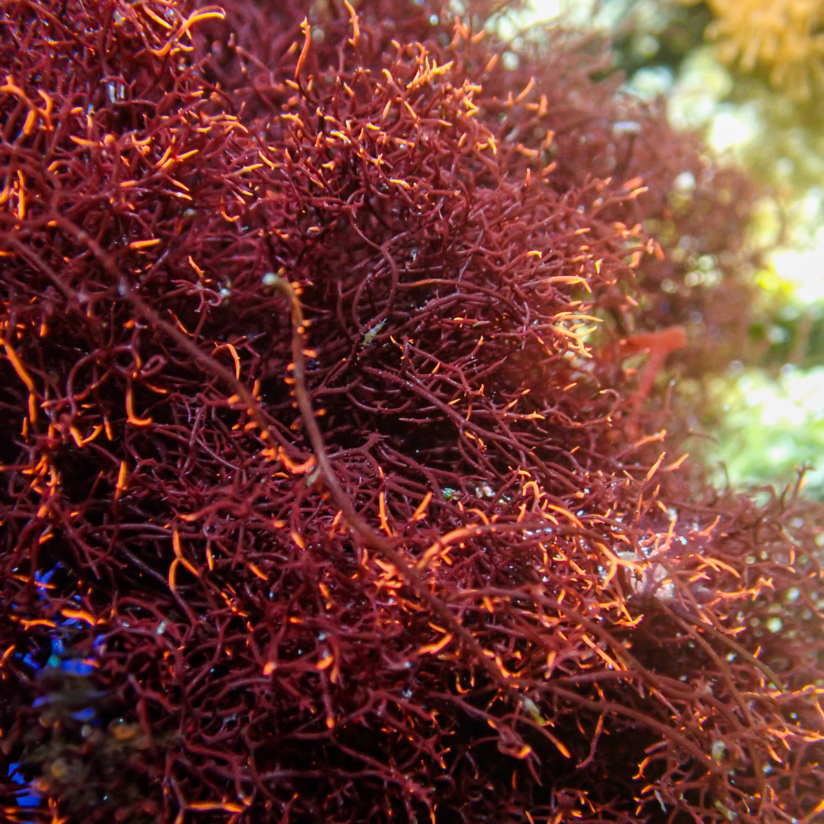 Burning Bush Macroalgae