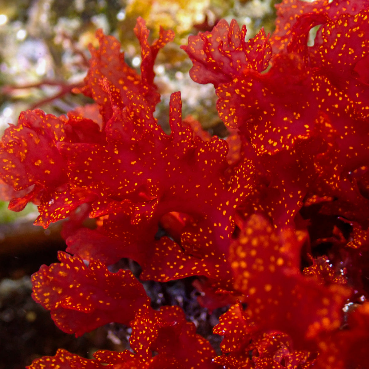 Atomic Broccoli Macroalgae