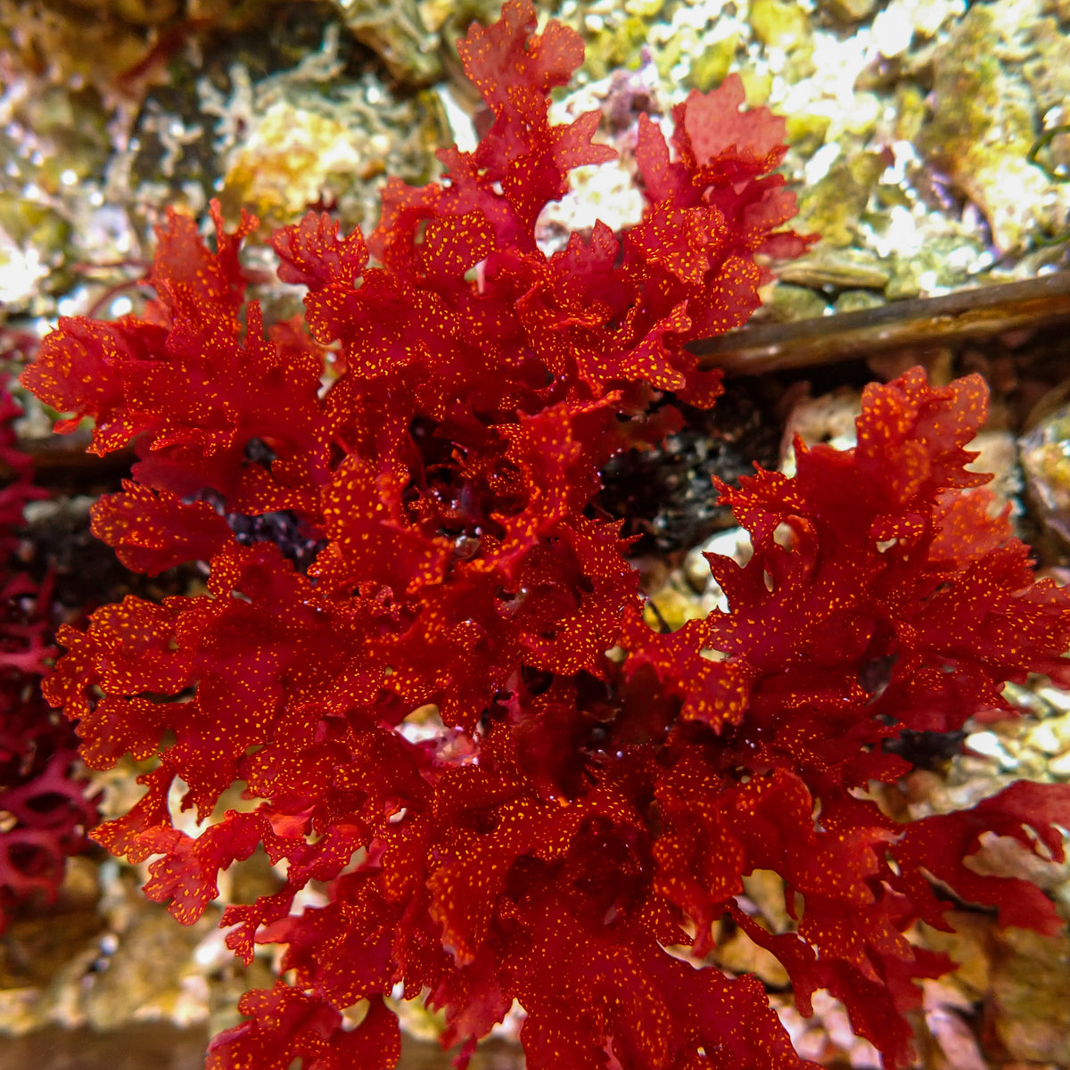 Atomic Broccoli Macroalgae