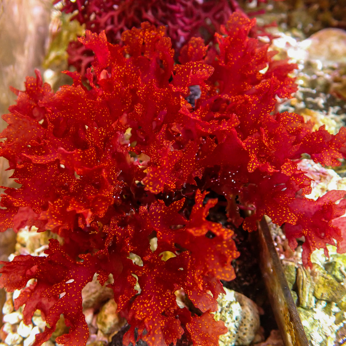 Atomic Broccoli Macroalgae