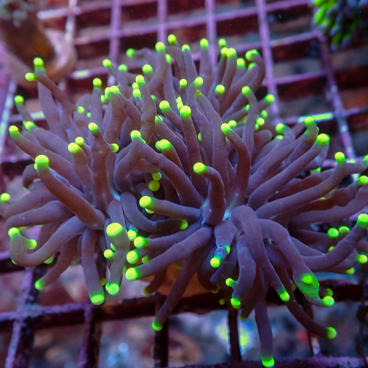 WYSIWYG Neon Tip Purple Torch Colony (3 Polyps) | Corals Anonymous