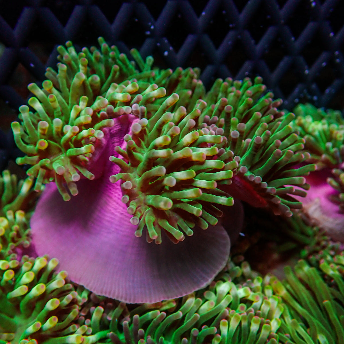 Ultra Pink Dancer Bubble Tip Anemone