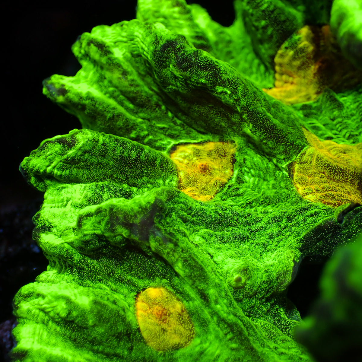 Space Invader Pectinia (1" Frag) | Corals Anonymous