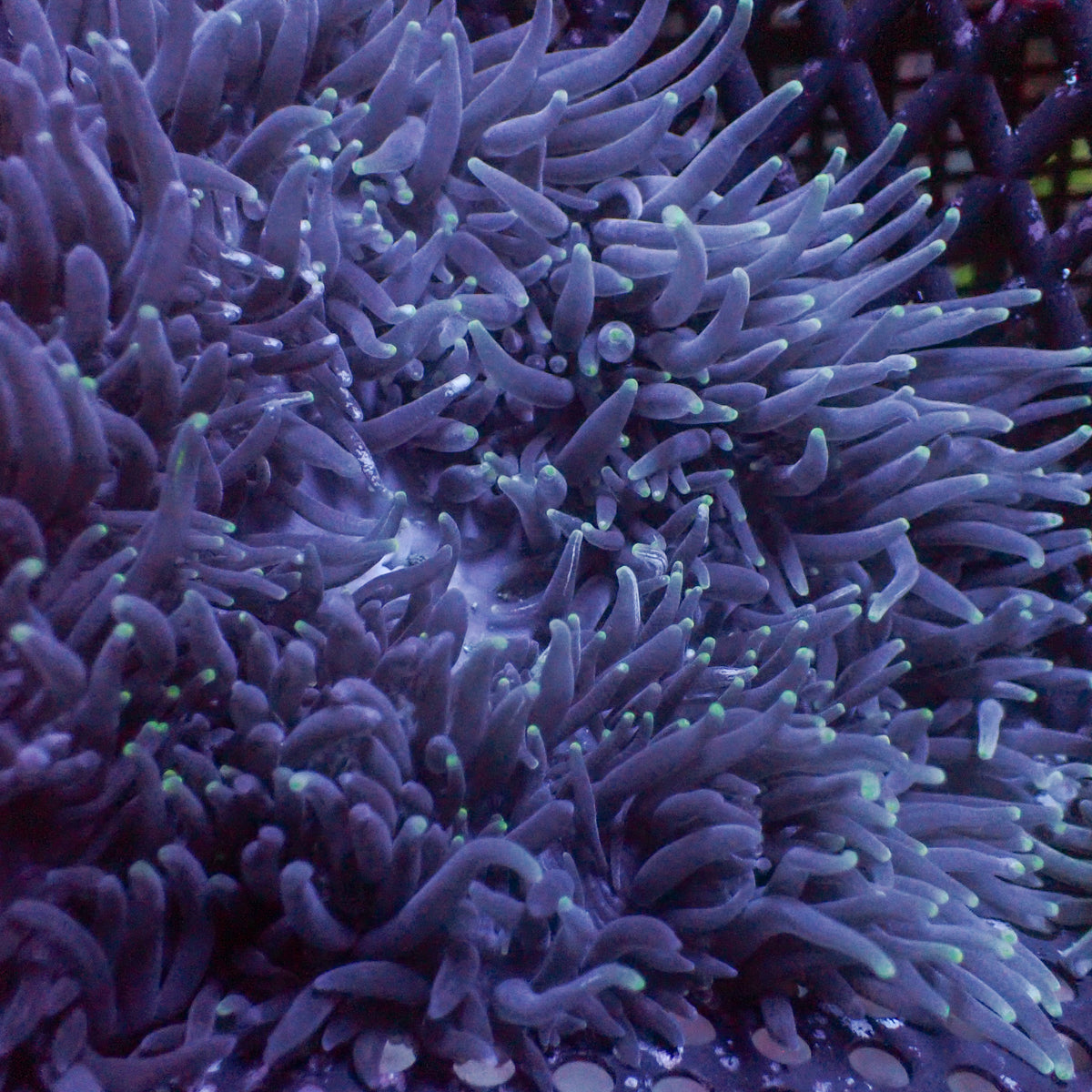 Pastel Purple Sebae Anemone | Corals Anonymous