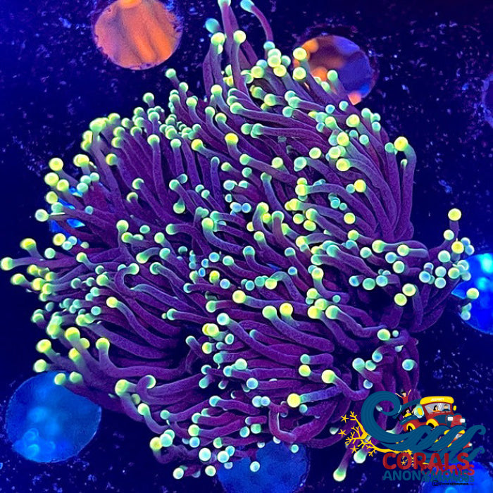 Aussie Yellow Tip Rasta Torch | Corals Anonymous