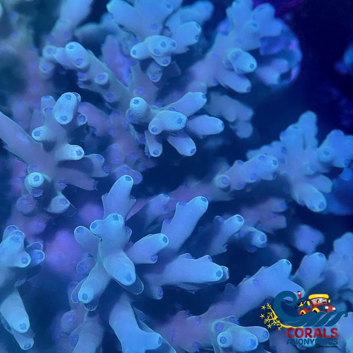 Aussie Blue Acropora (1” frag) | Corals Anonymous
