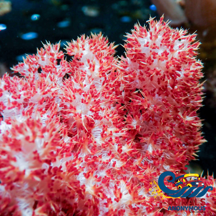 Carnation Tree Soft Coral (Dendronephthya sp./Scleronephthya sp ...