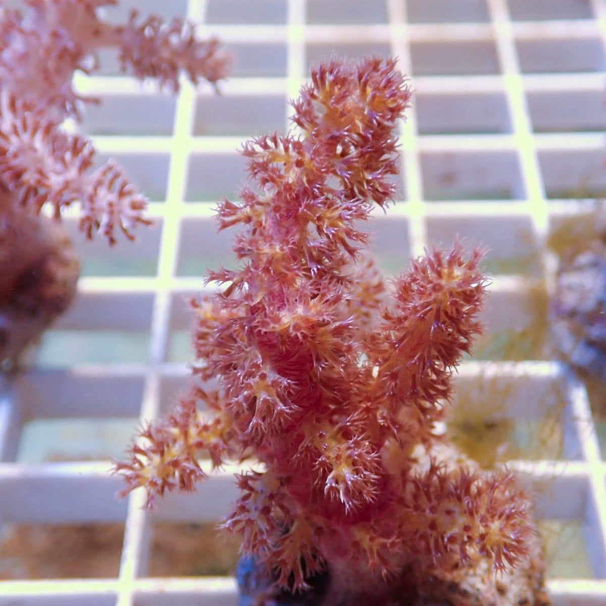 Pina Colada Carnation Tree Soft Coral (Dendronephthya sp.) | Corals ...