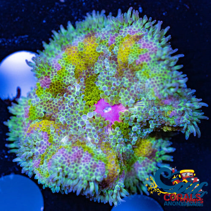 Ultra Maxi Mini Carpet Anemone (Assorted, 1-3”)