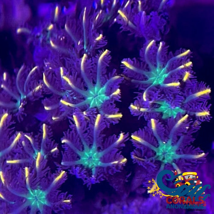 Gold Digger Firework Cloves (Small Colony) | Corals Anonymous