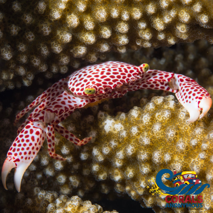 Spotted Acropora Crab (Trapezia rufopunctata)