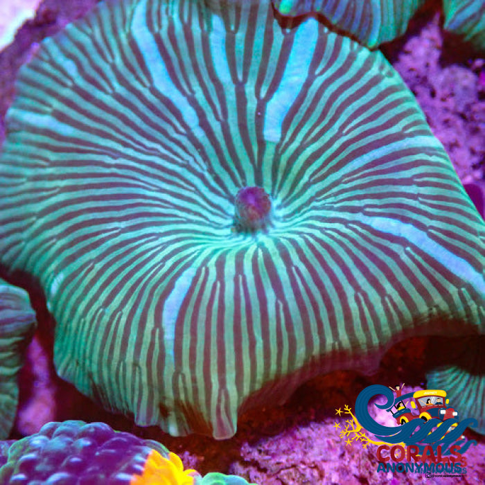 Watermelon Discosoma Mushroom | Corals Anonymous