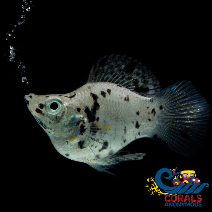Saltwater Dalmatian Balloon Belly Molly (Great Algae Eaters)