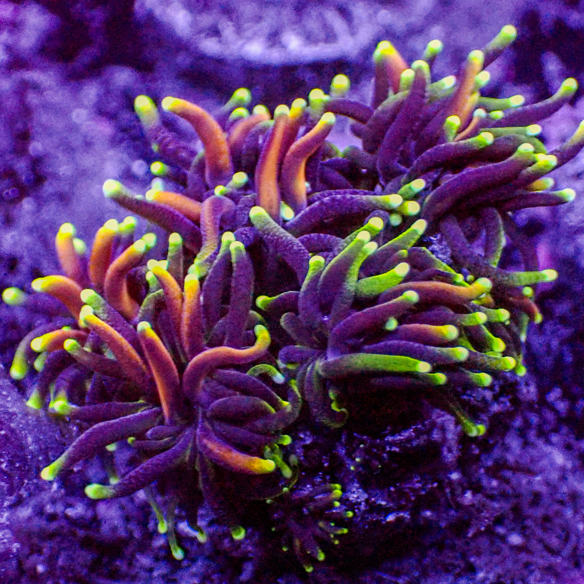 Rainbow Galaxea (0.5-1" Frag) | Corals Anonymous