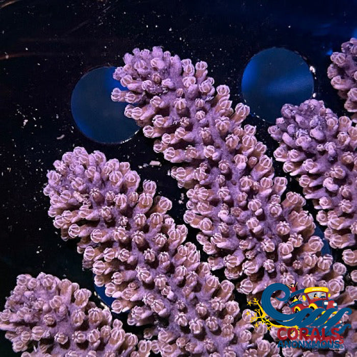 Black Sea Rod Gorgonian (3-6”) | Corals Anonymous