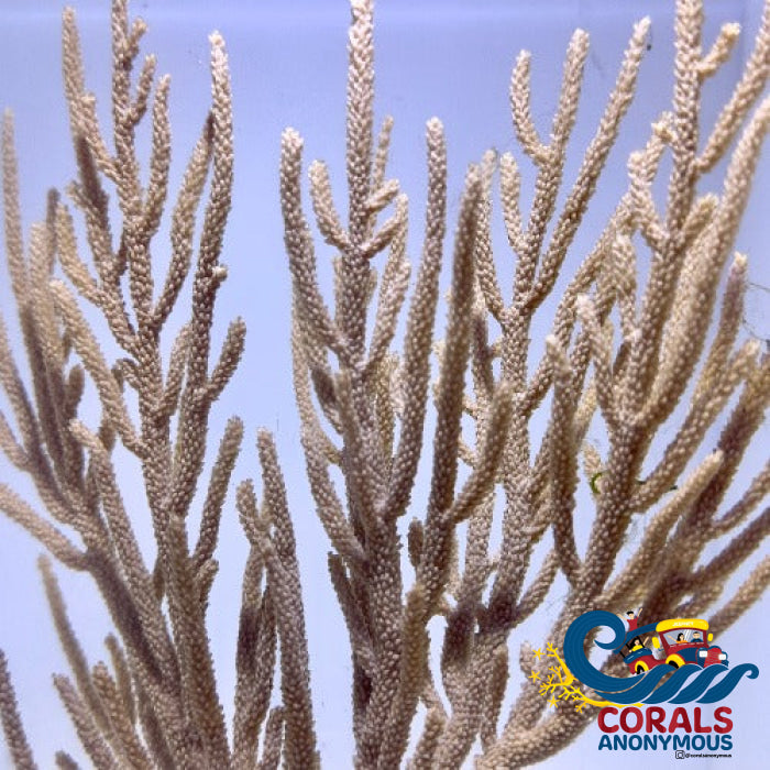 Golden Sea Rod Gorgonian (3-6”)