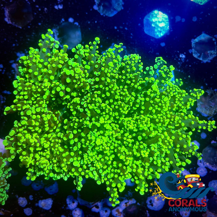 Neon Tipped Octospawn | Corals Anonymous
