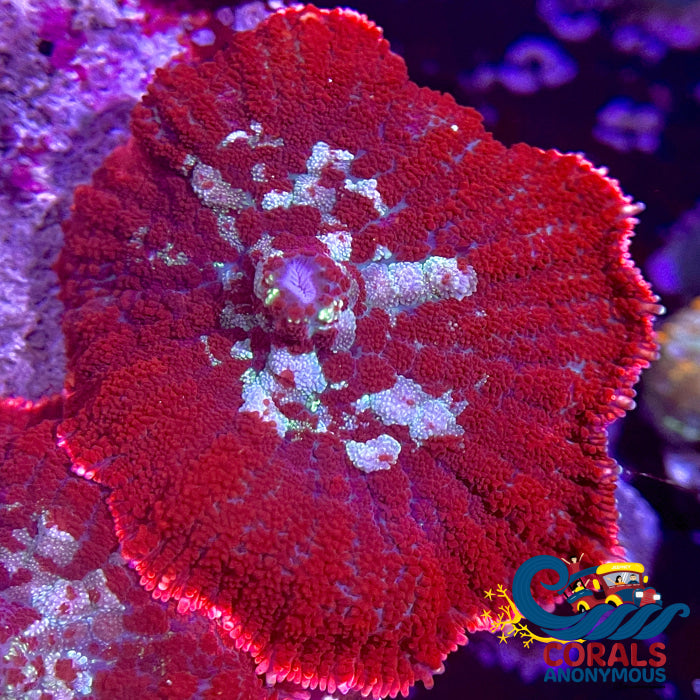 Aussie Bloody Red Rhodactis