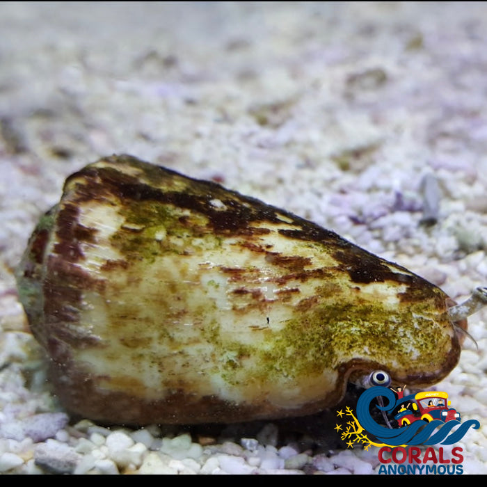 Tiger Sand Conch Snail | Corals Anonymous