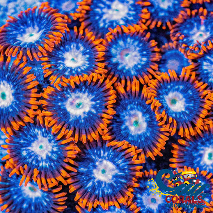 Fire and Ice Zoa (10-15 Polyps colony) | Corals Anonymous