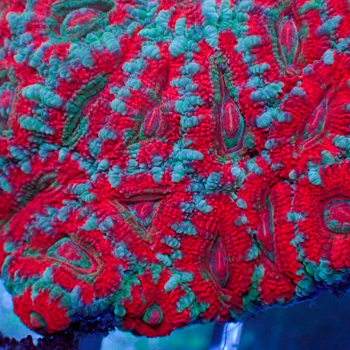 Aussie Inferno Red Acans (2-3 Polyps) | Corals Anonymous