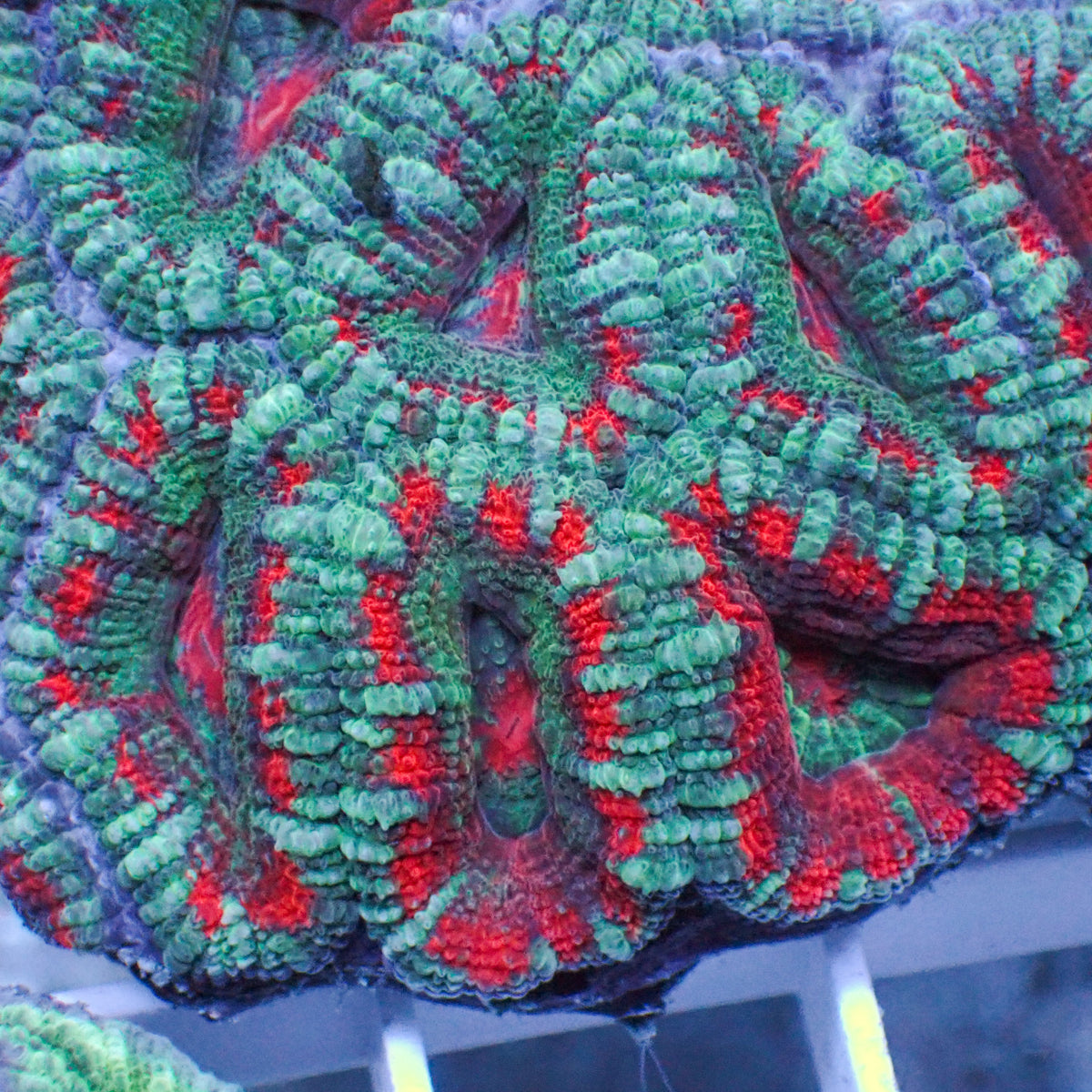 Aussie Teal Red Ring Acans (2-3 Polyps) | Corals Anonymous