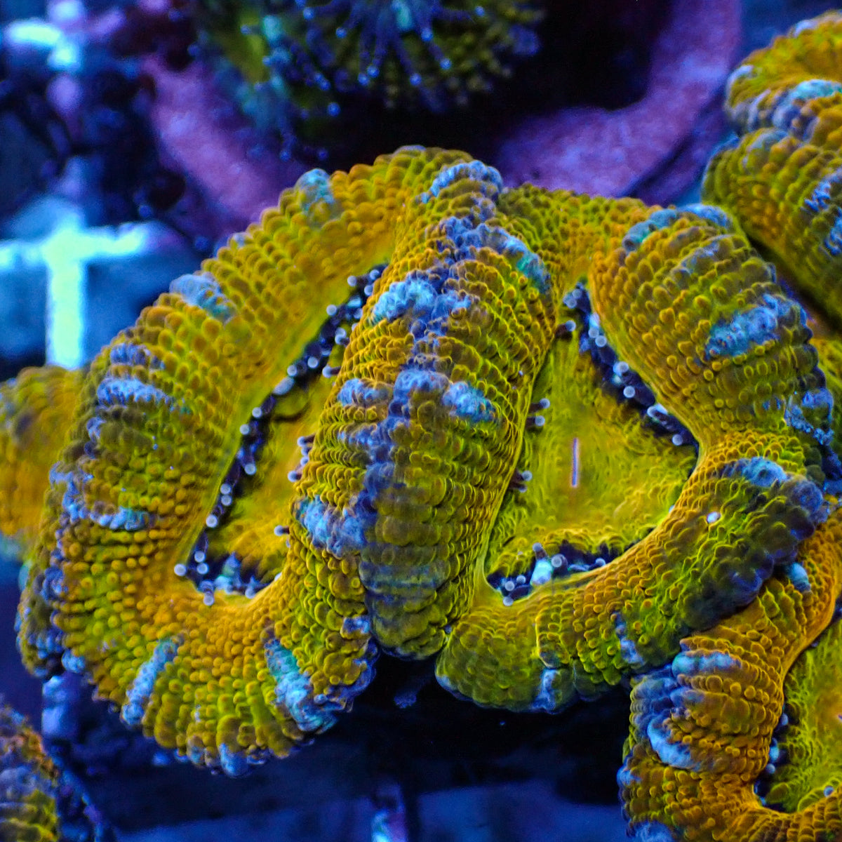 Neon Yellow Rimmed Orange Acans (2-3 Polyps) | Corals Anonymous
