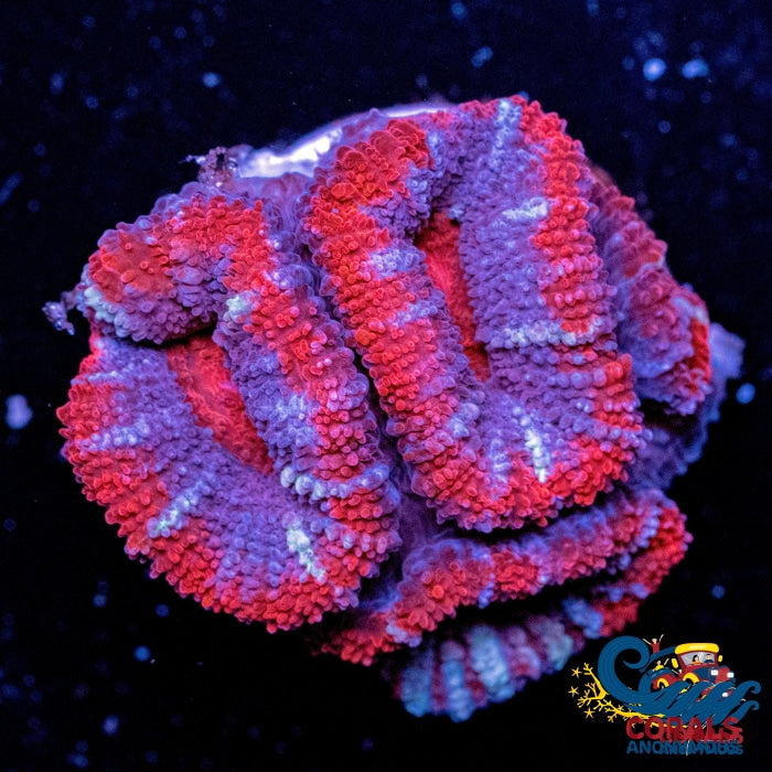 Red & Blue Acans (2-3 Polyps) | Corals Anonymous