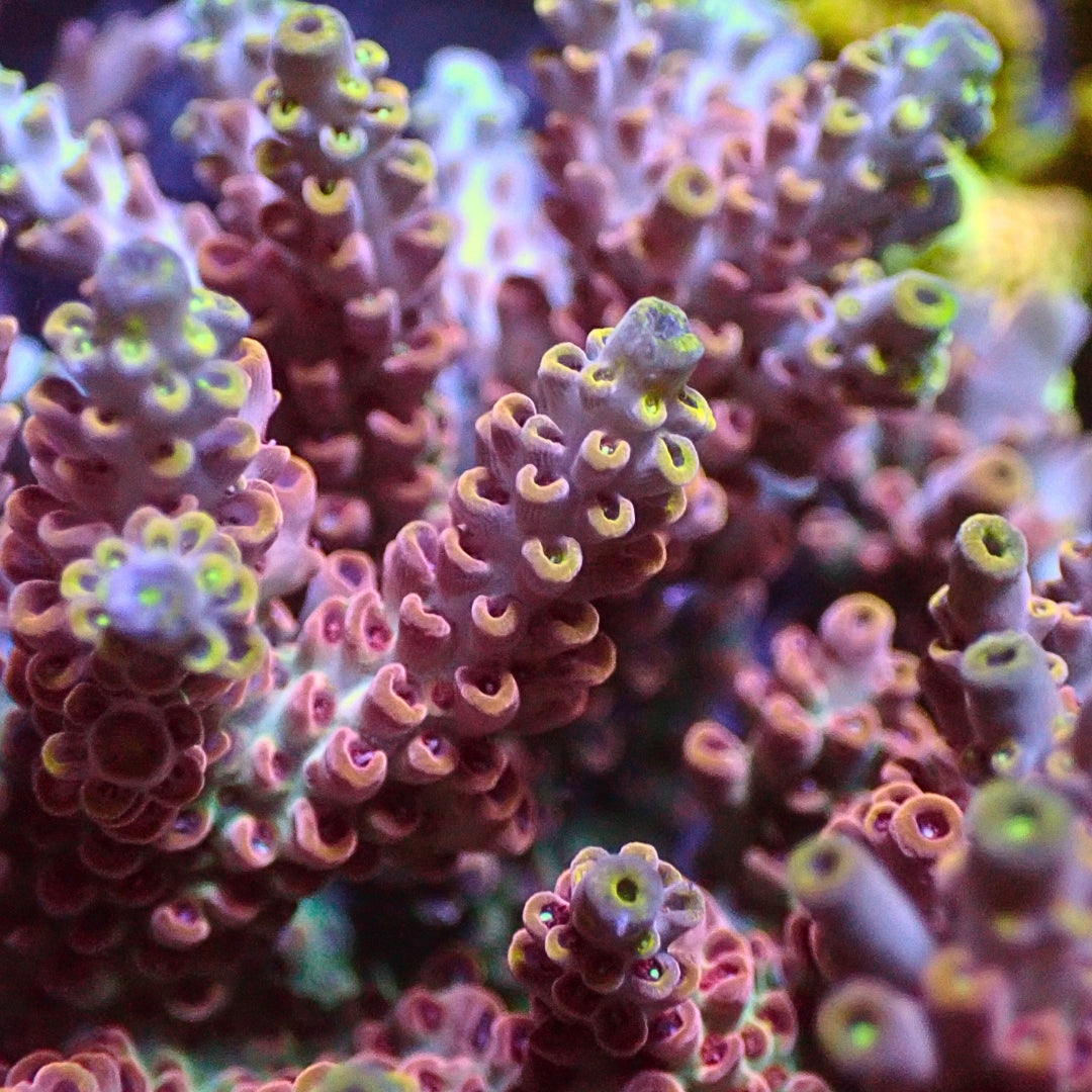 Pink Lemonade Rainbow Acropora (1” frag) | Corals Anonymous
