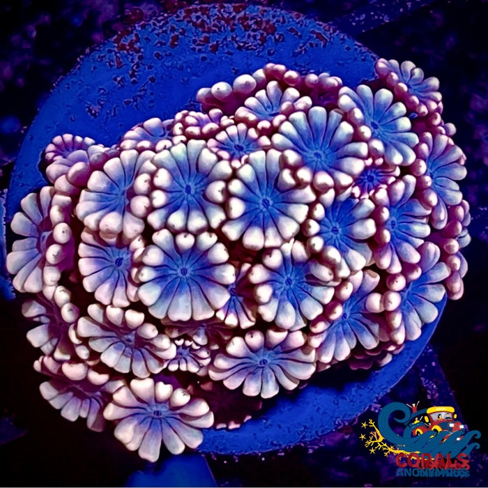 Aussie Peach Azure Alveopora (0.5-1” Frag) | Corals Anonymous
