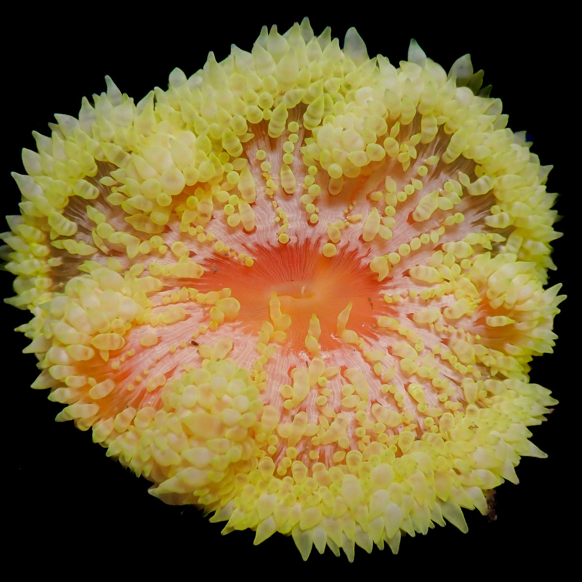 Yellow Sun Sand Anemone (2-2.5") | Corals Anonymous