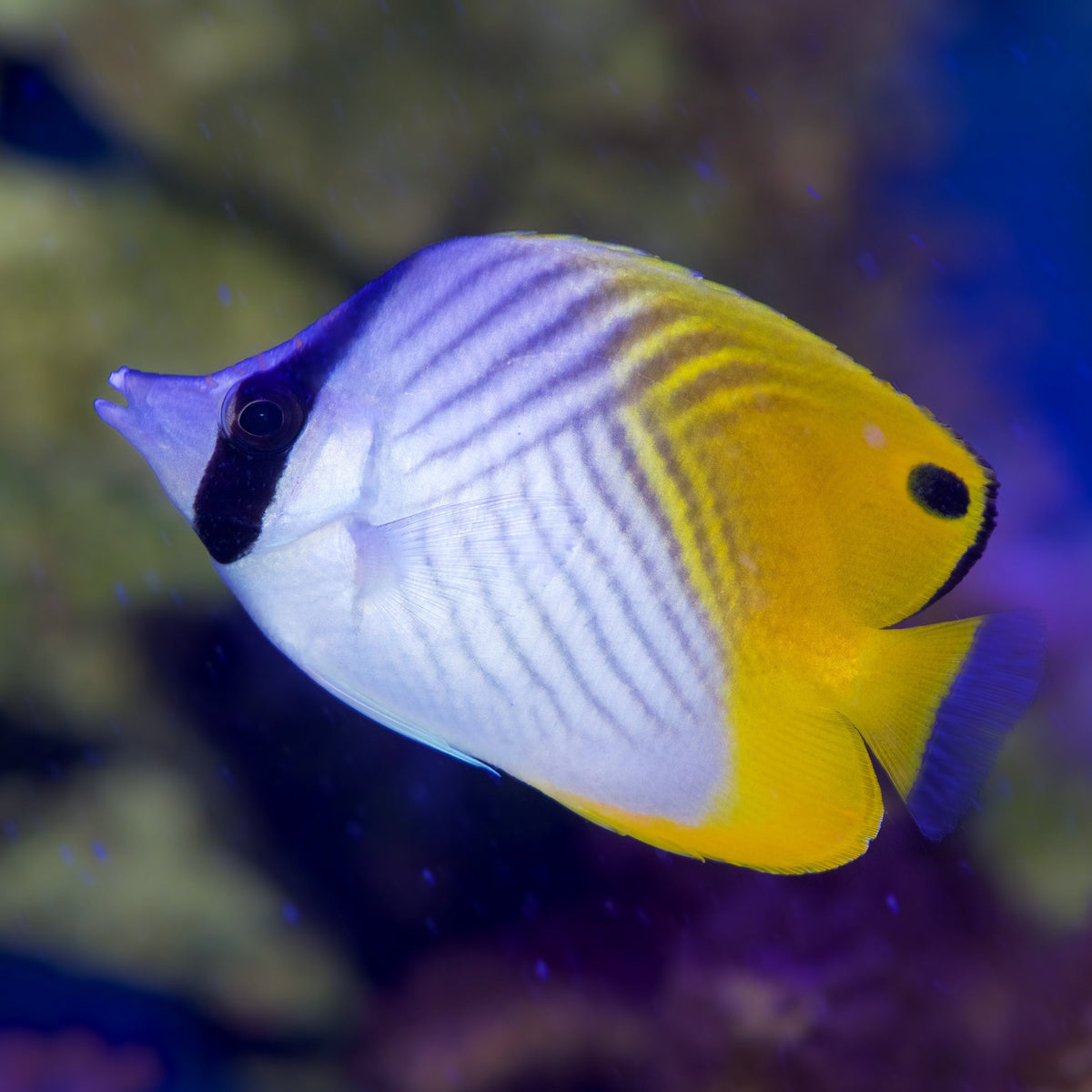 Auriga Butterfly Fish (2-3")