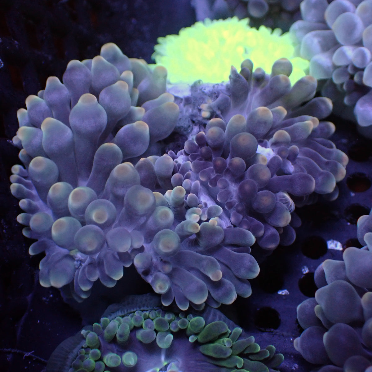 Ghost Candy Bubble Tip Anemone