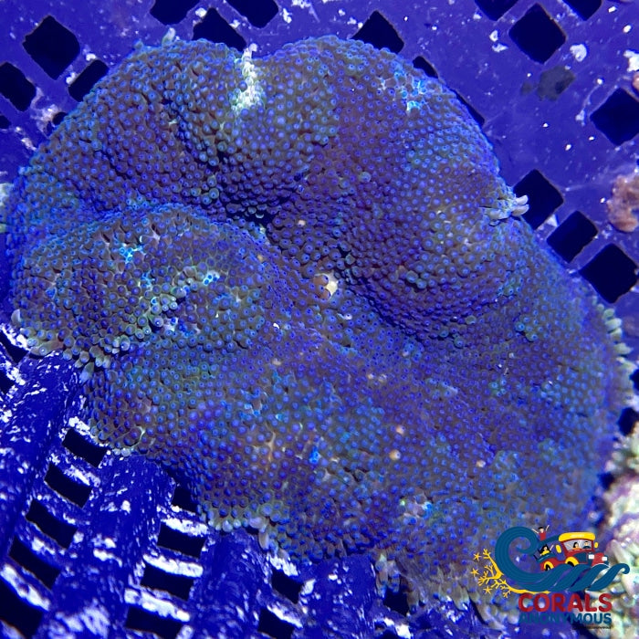 Blue Maxi Mini Carpet Anemone (1-3”)