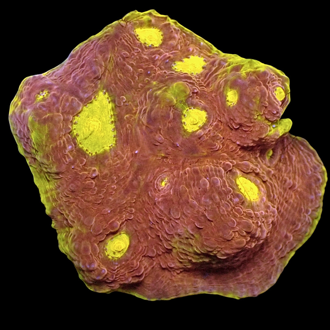 Large Meteor Shower Alien Eye Chalice Frag (1.5-2”) | Corals Anonymous