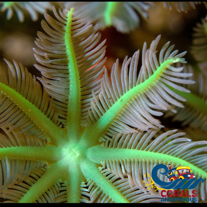 Neon Green Cloves (Small Colony)