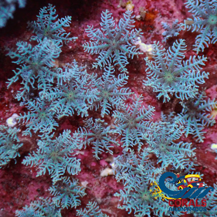 ECC Blue Snowflake Polyp Soft Coral (10-20+ Polyps) | Corals Anonymous