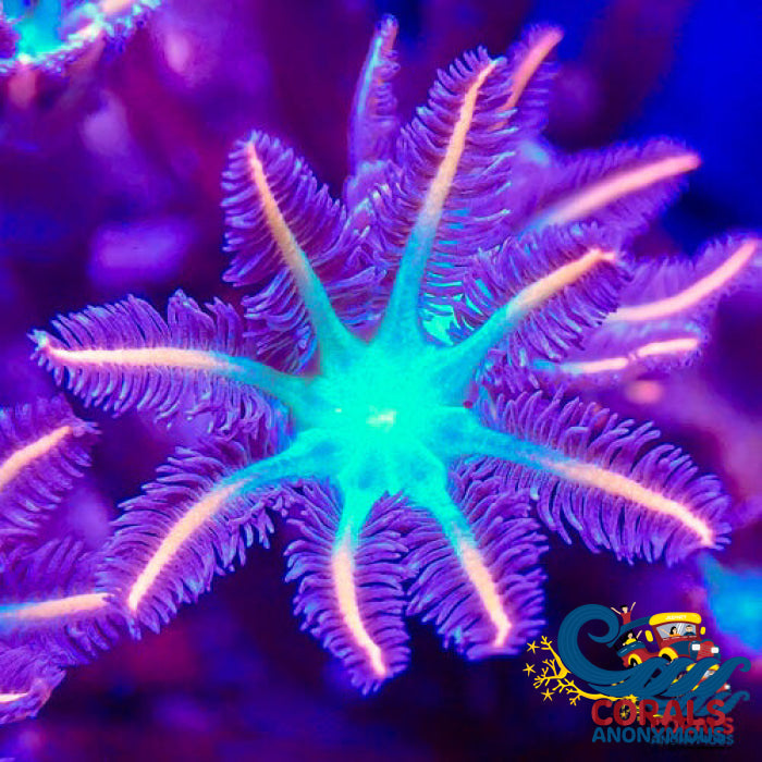 Mandarin Firework Cloves (Small Colony) | Corals Anonymous