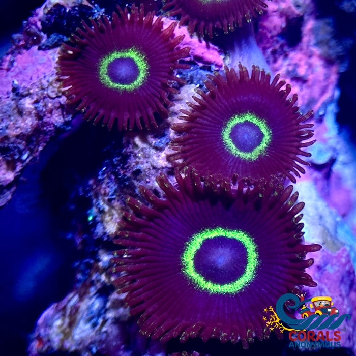 Nuclear Hornet Zoa (2-3 Polyps) | Corals Anonymous