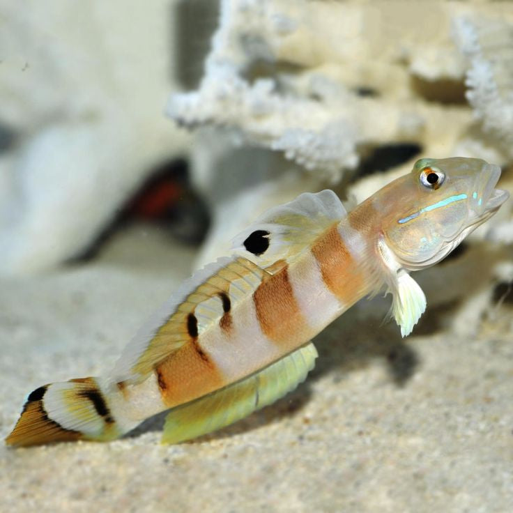 Orange Banded Prawn Goby