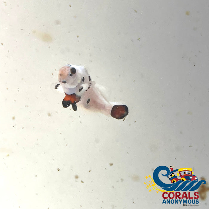 Platinum Super Storm Clownfish (Aquacultured)(I5)