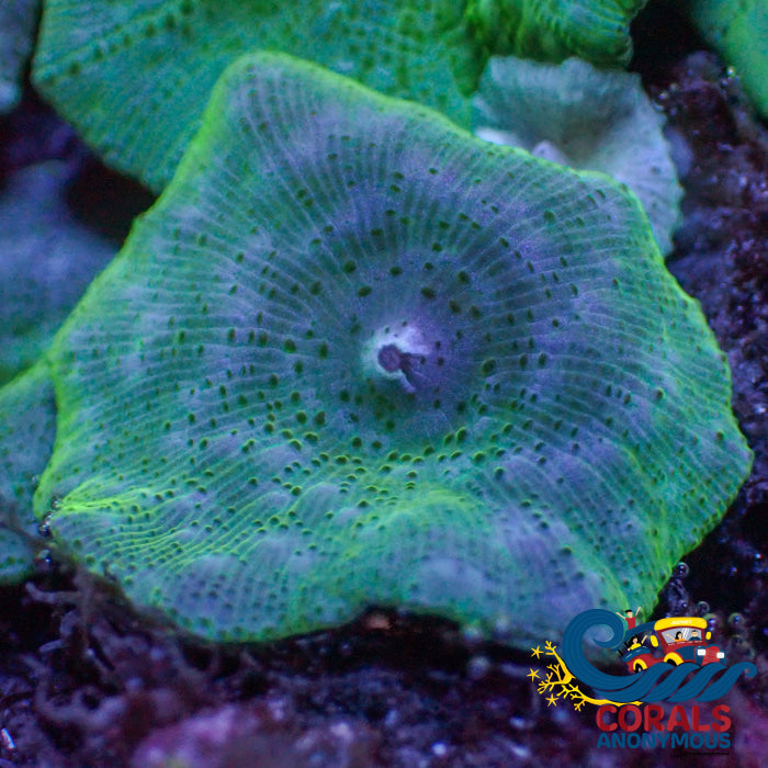 Metallic Emerald Green Discosoma Mushroom | Corals Anonymous
