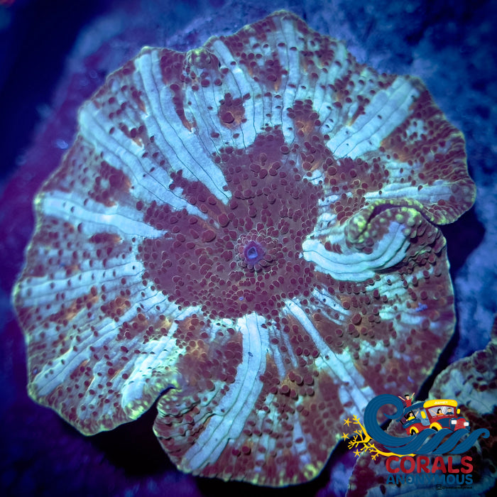 Oasis Watermelon Discosoma Mushroom | Corals Anonymous