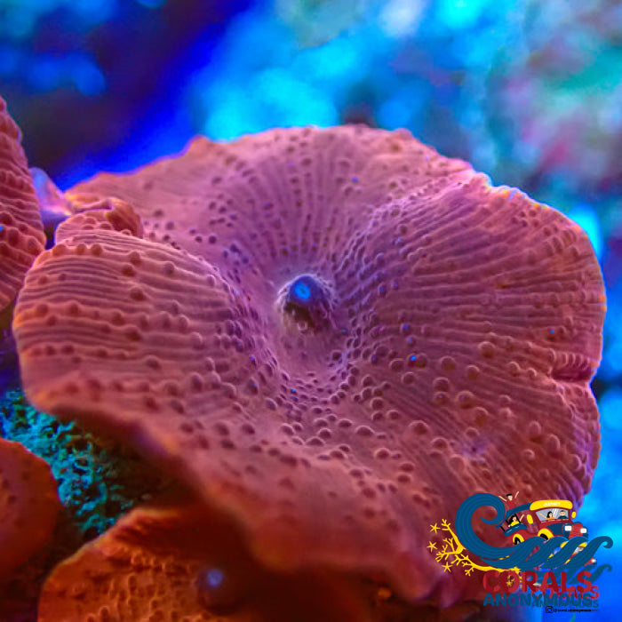 Red Discosoma Mushroom